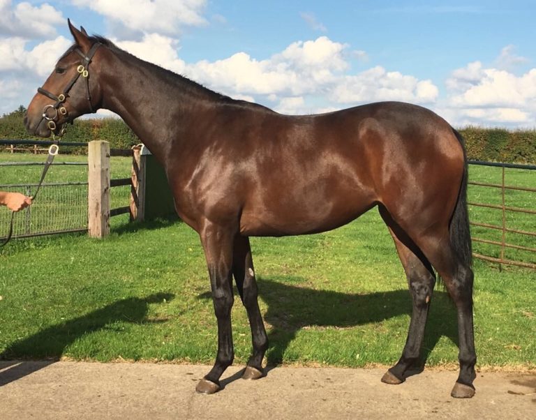 Introducing Toffee Galore - Master Investor